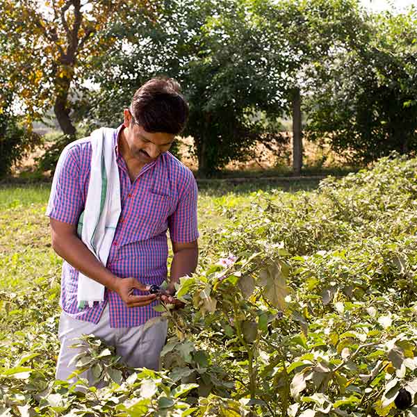 Impact - Feed the Future Insect-Resistant Eggplant Partnership