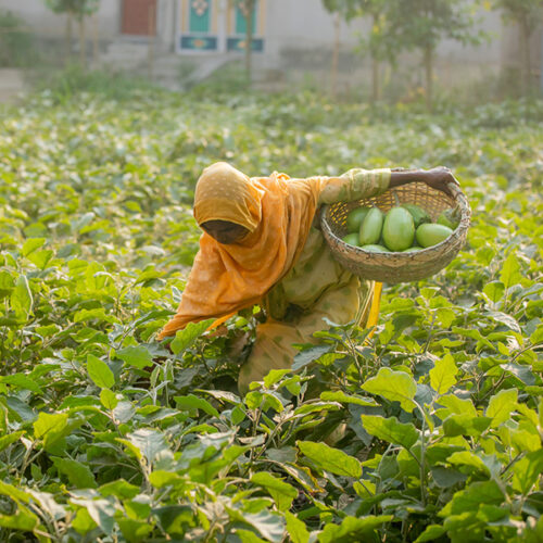 Building Resilience: A Decade of Bt Eggplant's Impact on Bangladesh ...