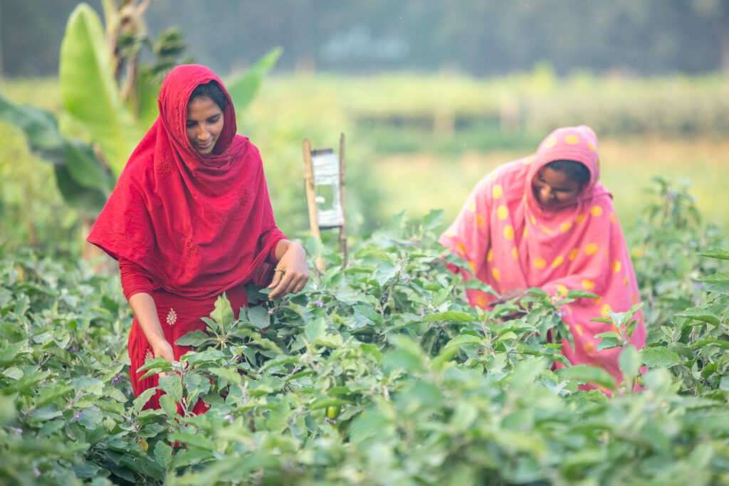 Home - Feed the Future Insect-Resistant Eggplant Partnership