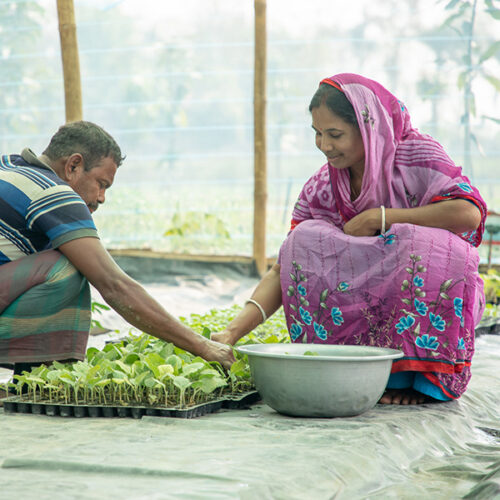 Impact - Feed the Future Insect-Resistant Eggplant Partnership