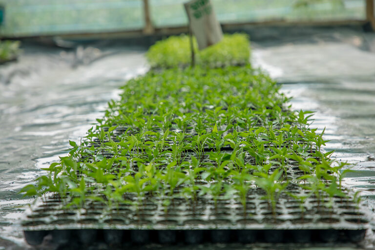 Women-Led Nursery Enterprise Model - Feed the Future Insect-Resistant ...