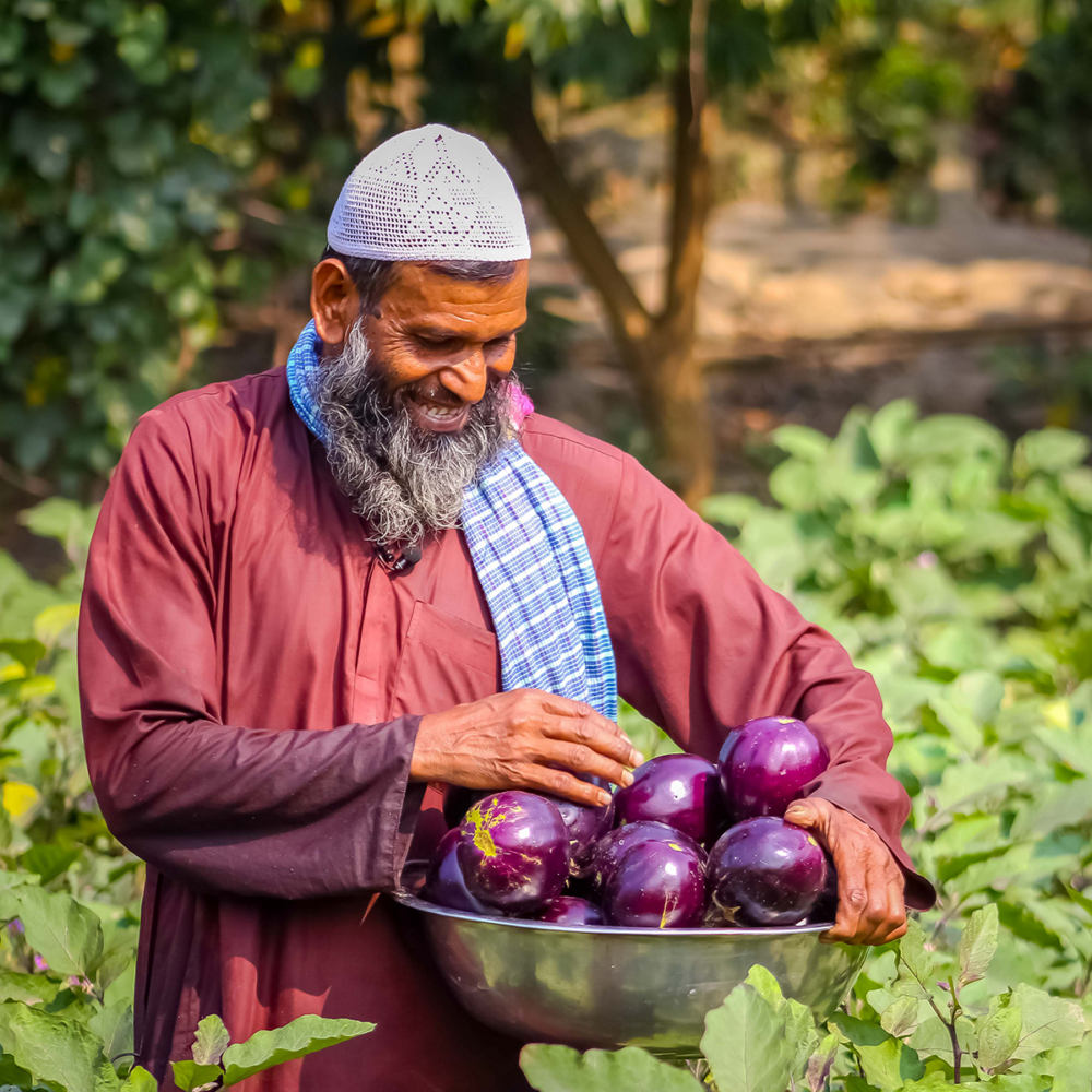 Building Resilience: A Decade of Bt Eggplant's Impact on Bangladesh ...
