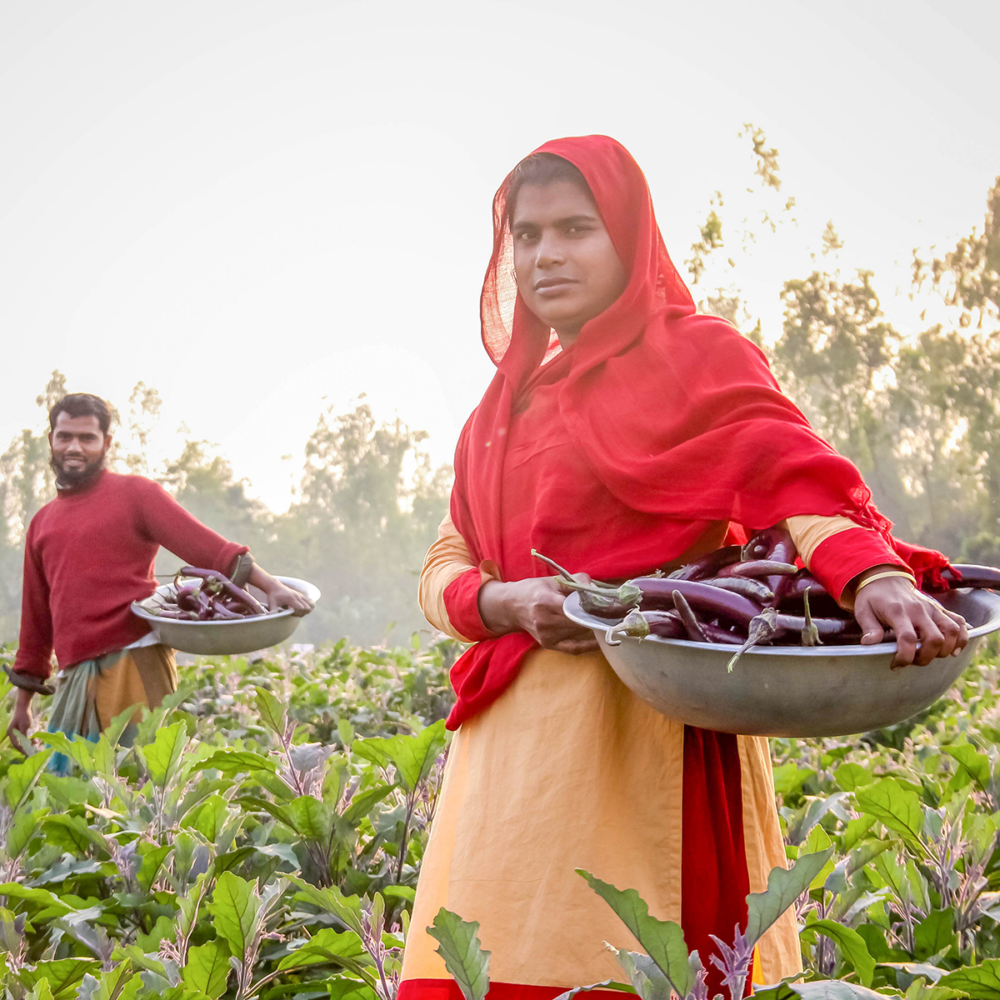 Building Resilience: A Decade of Bt Eggplant's Impact on Bangladesh ...