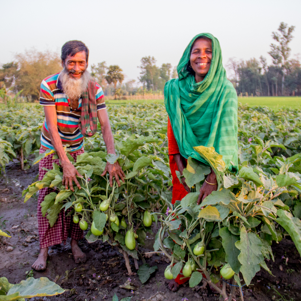 Building Resilience: A Decade of Bt Eggplant's Impact on Bangladesh ...