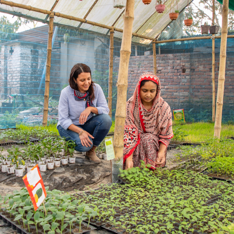 Building Resilience: A Decade of Bt Eggplant's Impact on Bangladesh ...